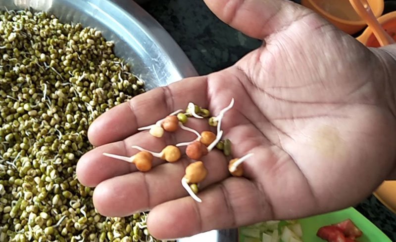 Kindergarten Sprout Making Activity